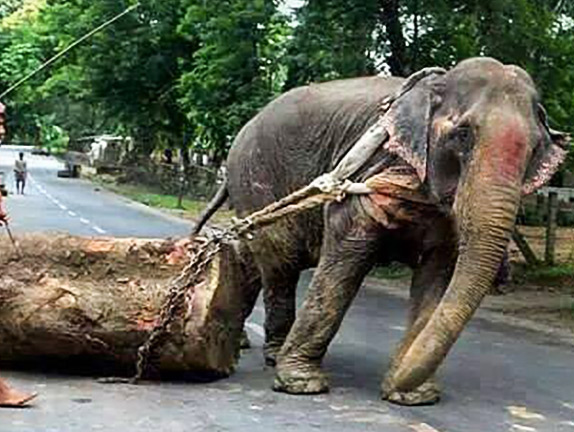 The Purpose of an Elephant is to Work in the Logging Industry?