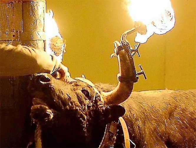 Burning a Bull is Unjustifiable; So is Eating Animals